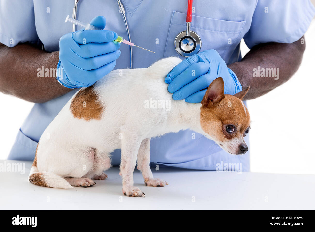 Doctor giving injection to dog hi-res stock photography and images - Alamy