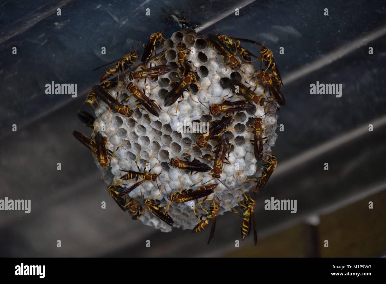 Wasps nest, Costa Rica Stock Photo - Alamy