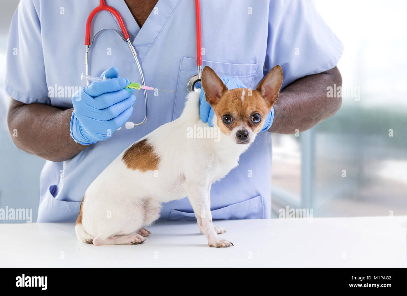 Vet giving an injection to a Chihuahua in front of white a background ...