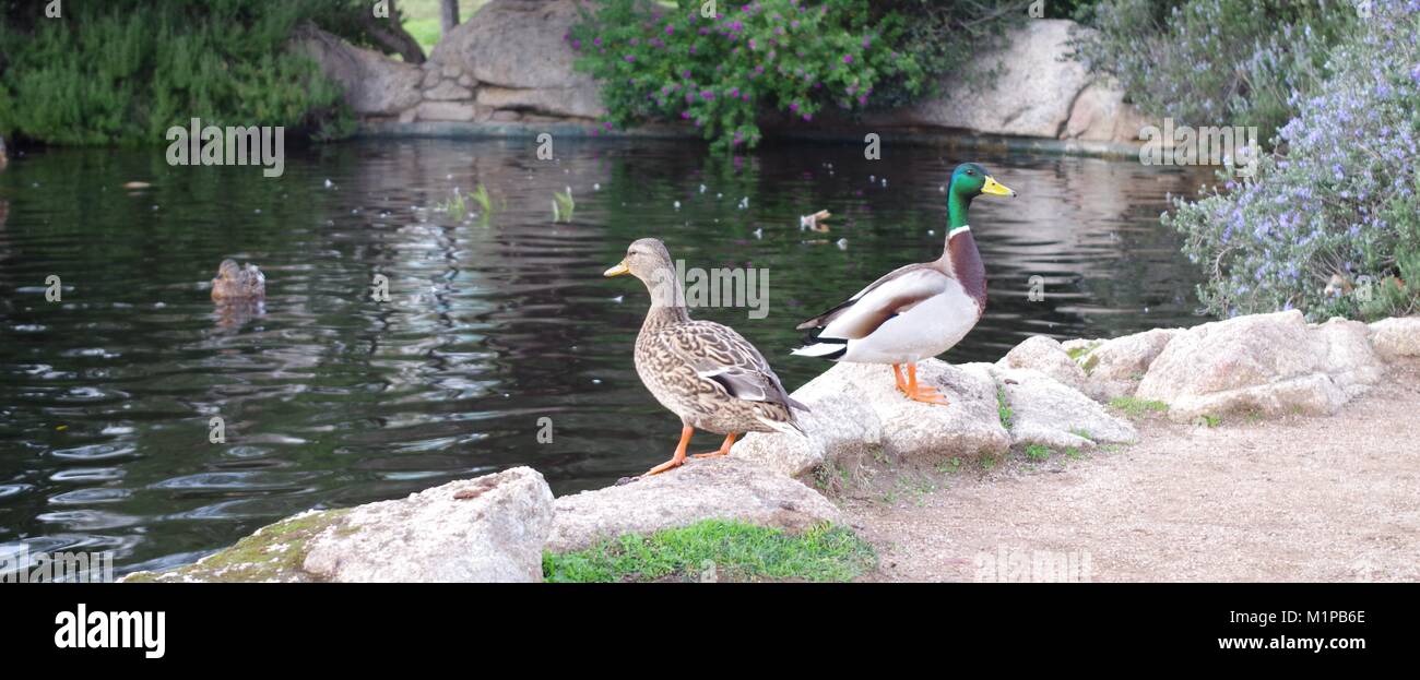 Waterfall with rocks and ducks Stock Photo - Alamy