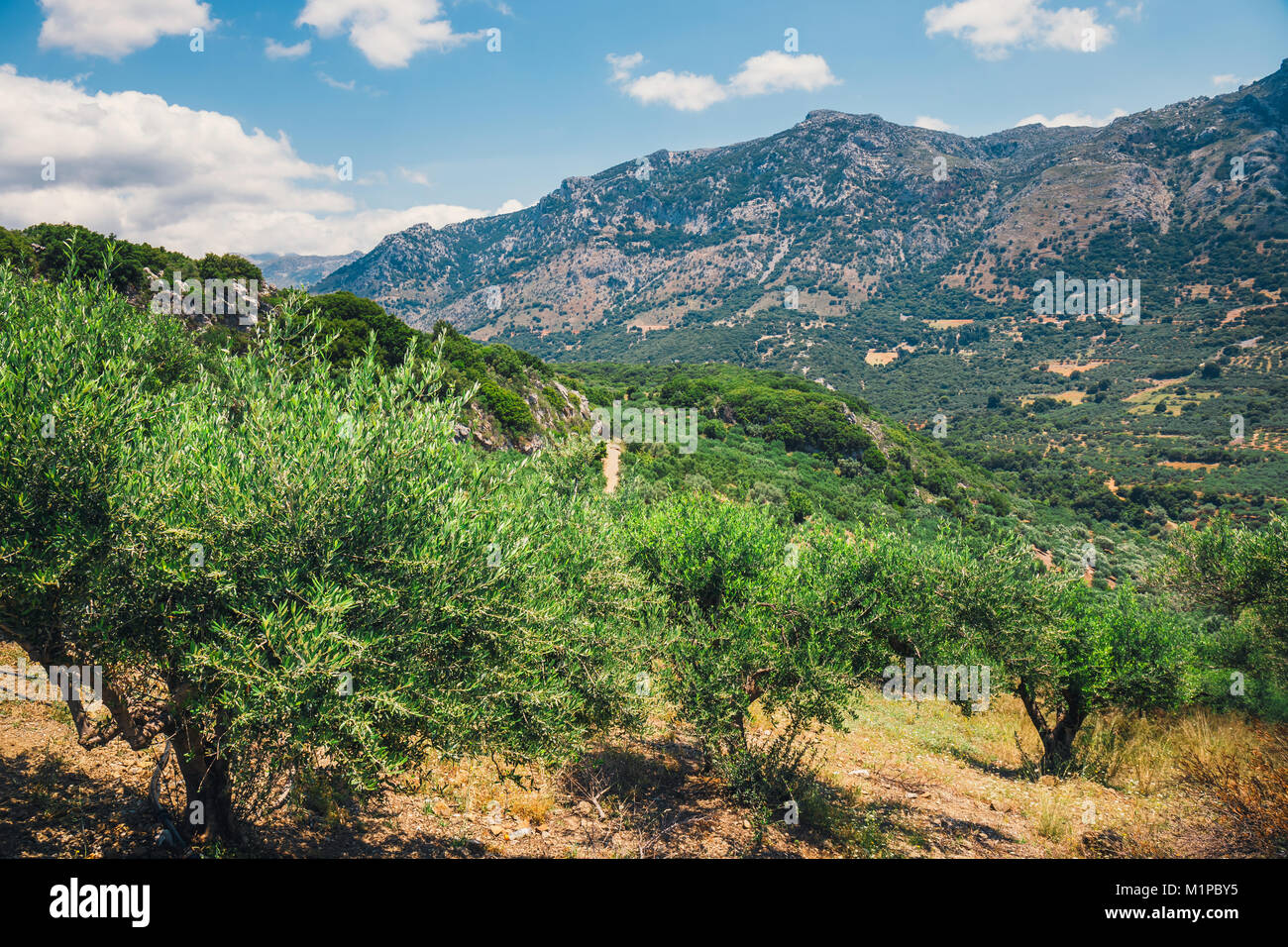 Olive fields on Crete Island in Greece, Cretan landscape Stock Photo - Alamy