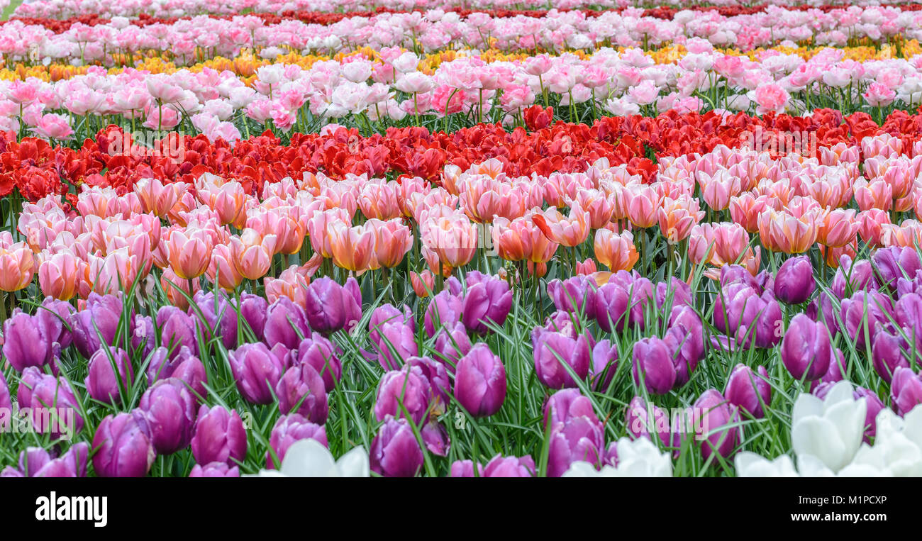 Tulip garden landscape spring hi-res stock photography and images - Alamy