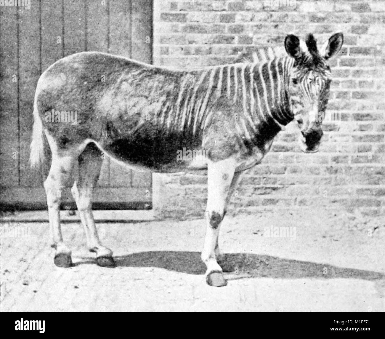 Quagga mare in enclosure, London Zoo Stock Photo - Alamy