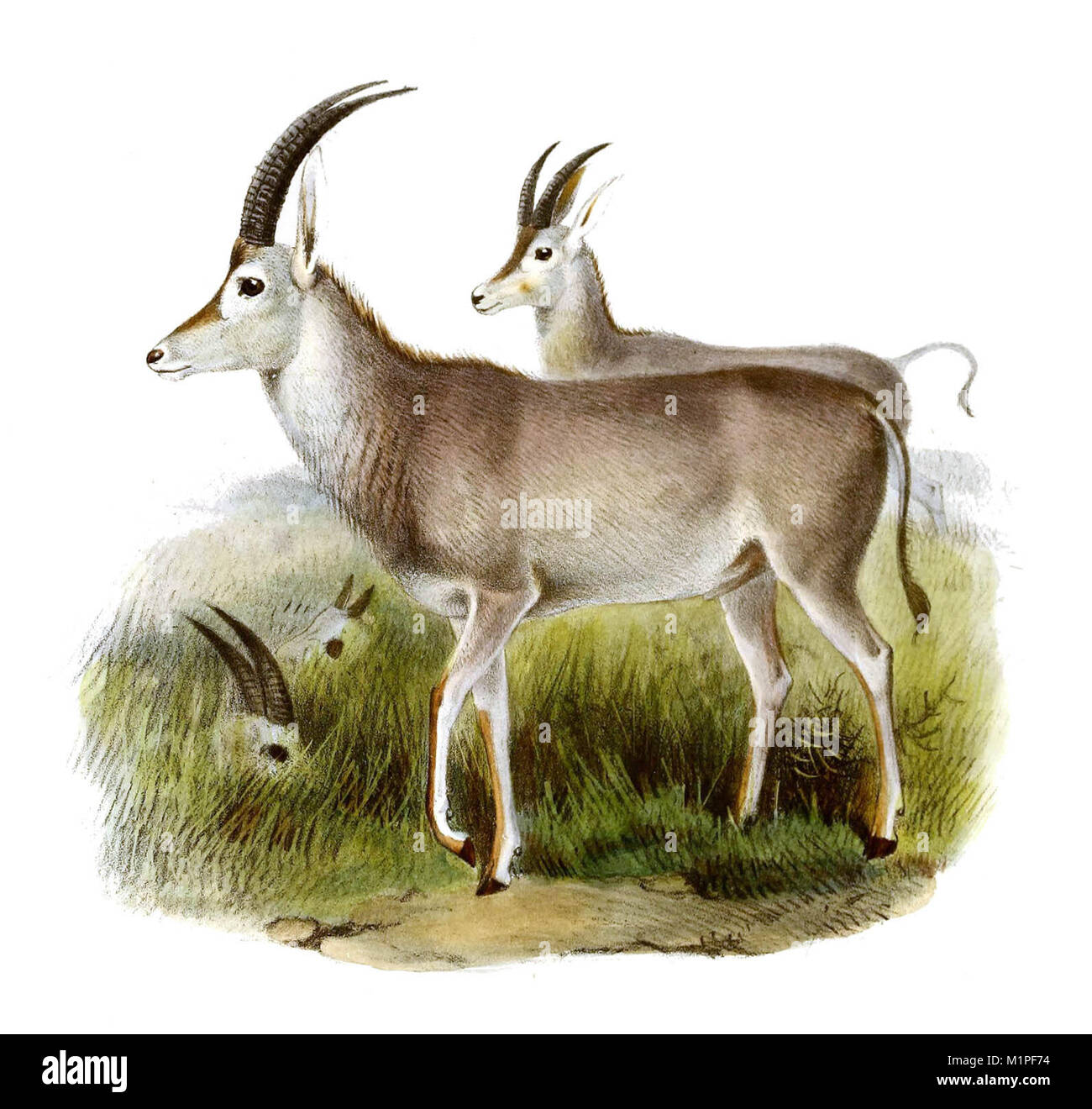 Hippotragus leucophaeus hi-res stock photography and images - Alamy