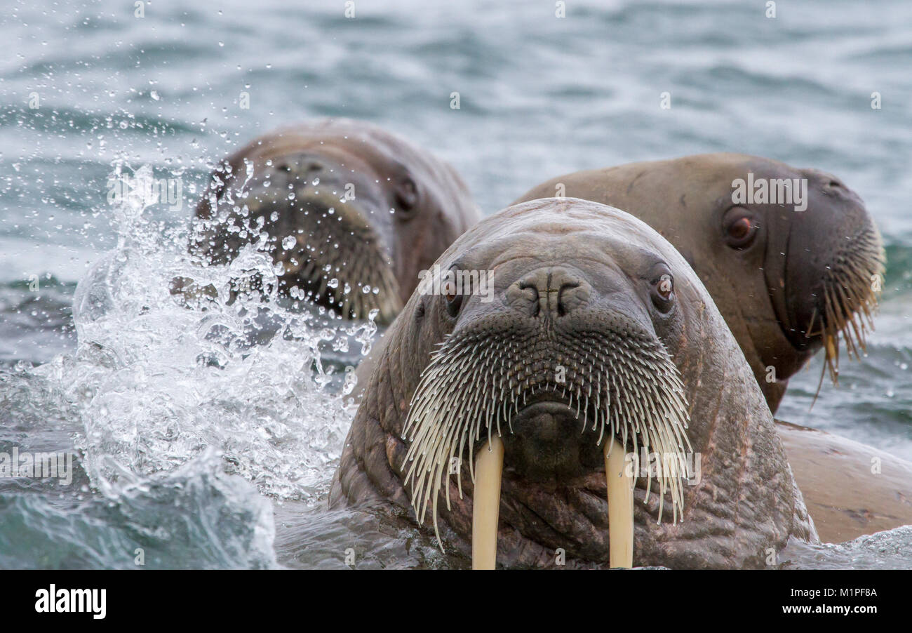 walruses in archipelago of Svalbard Stock Photo - Alamy