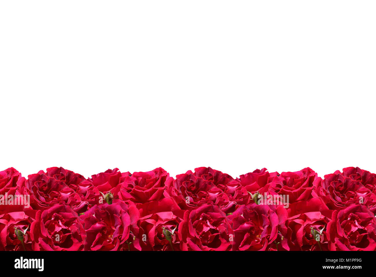 Red roses frame isolated on white background Stock Photo - Alamy