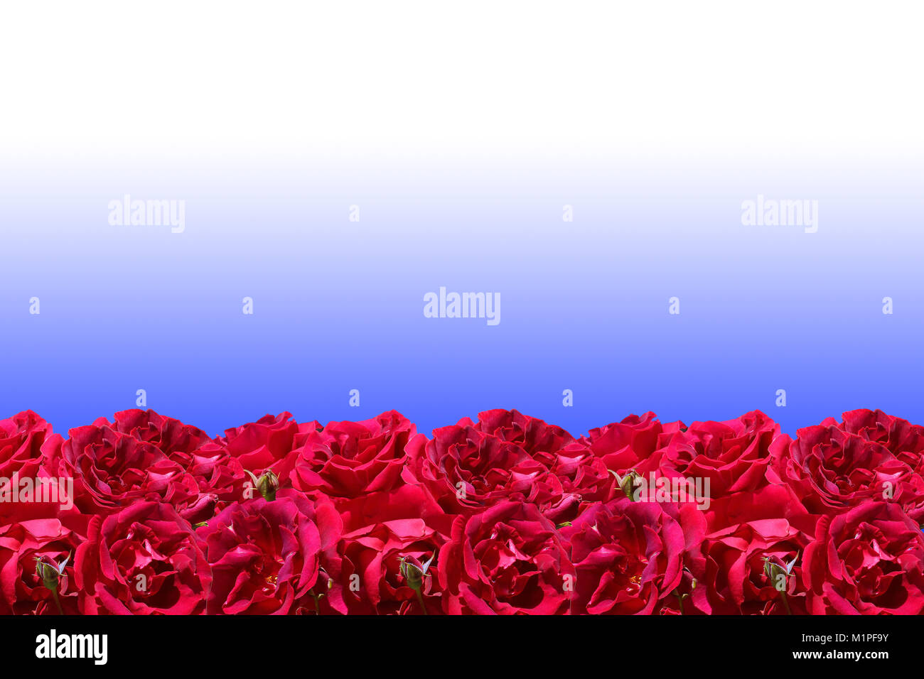 Red roses frame isolated on blue background Stock Photo - Alamy