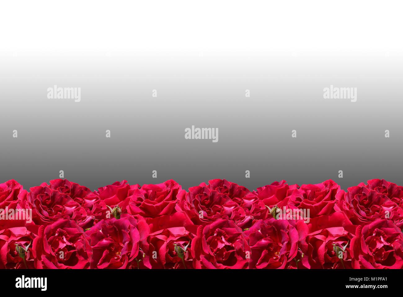 Red rose border frame hi-res stock photography and images - Alamy