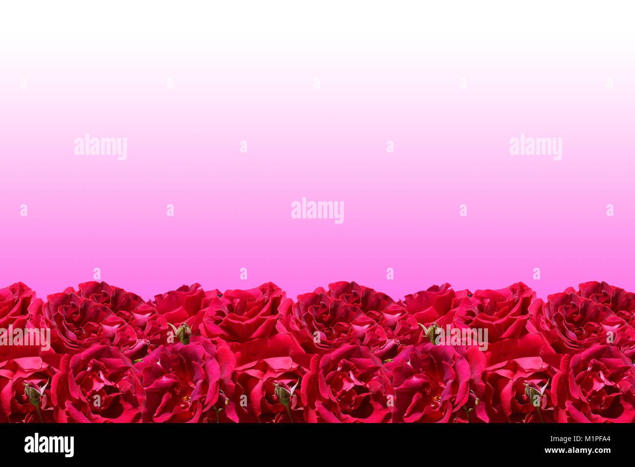 Red roses frame isolated on pink background Stock Photo - Alamy