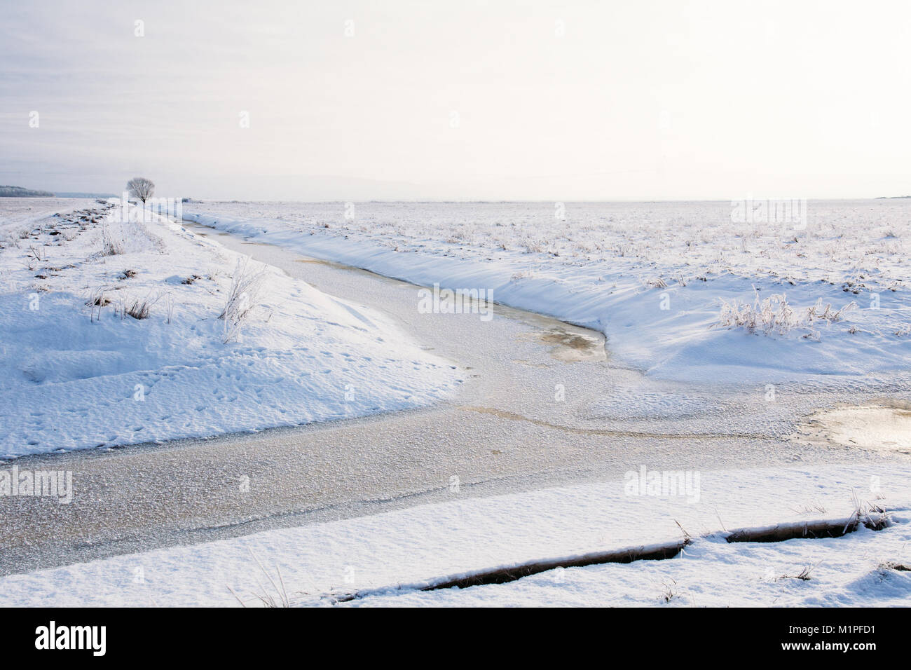 Ditch for irrigation on rural field. Lonely tree growing near the pond ...