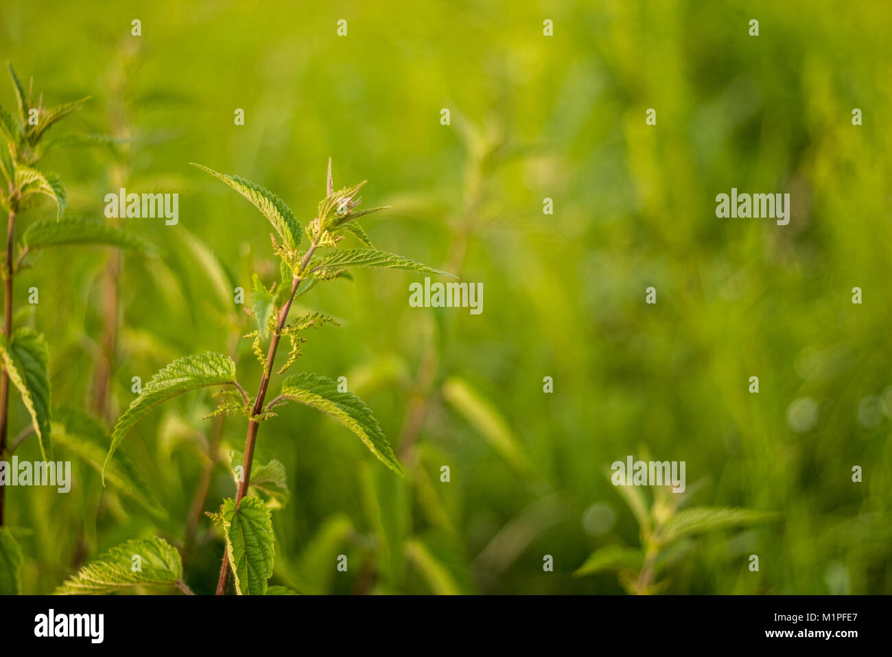 Stalk nettle plants on the green grass background Stock Photo - Alamy