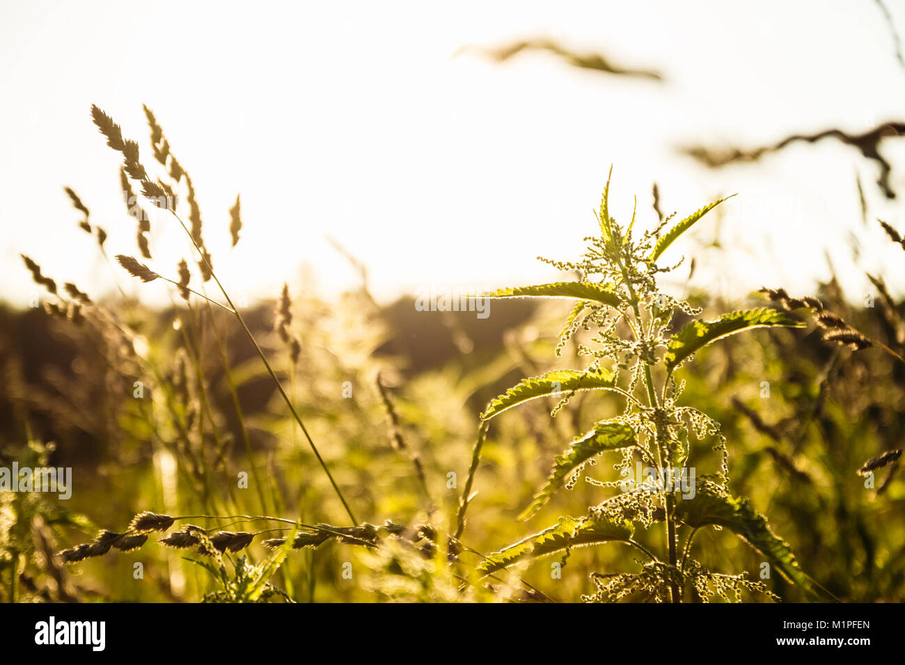 Nettle Plant Stalk On A Background Of A Different Field Grass And ...