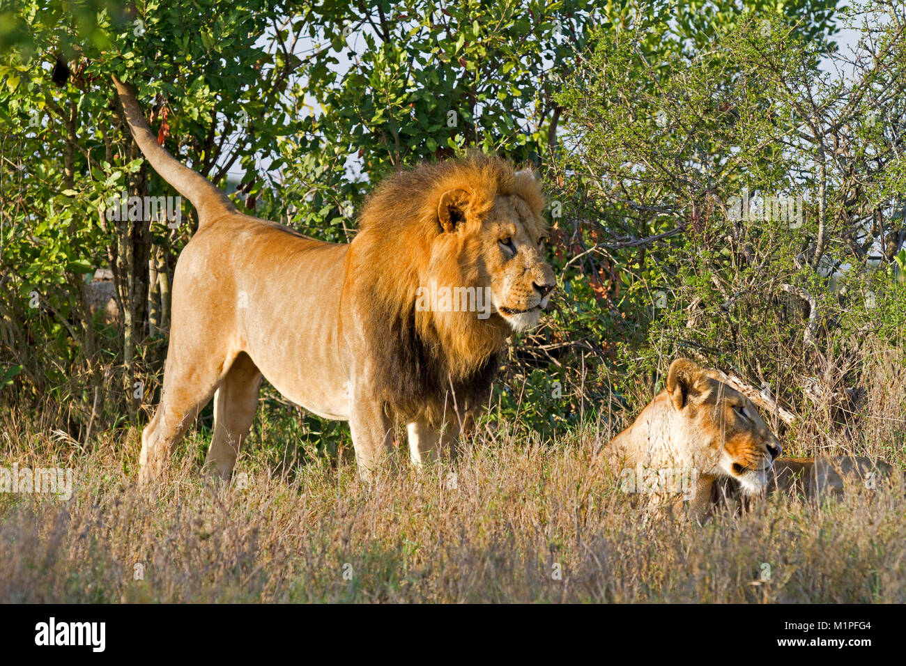 Lions in Ol Pejeta Conservancy Stock Photo - Alamy