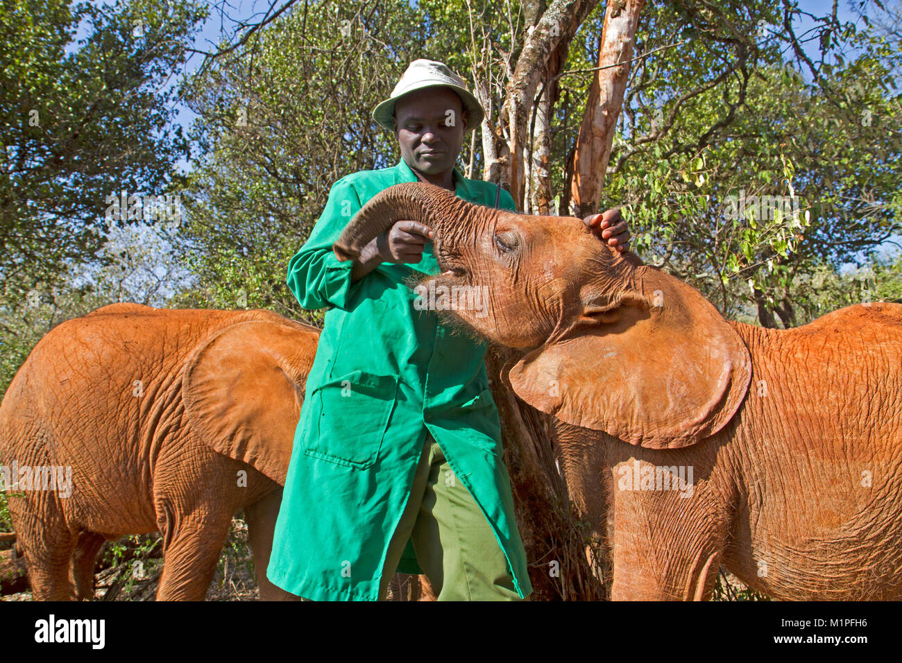 Elephant and keeper at the David Sheldrick Elephant Orphanage in ...
