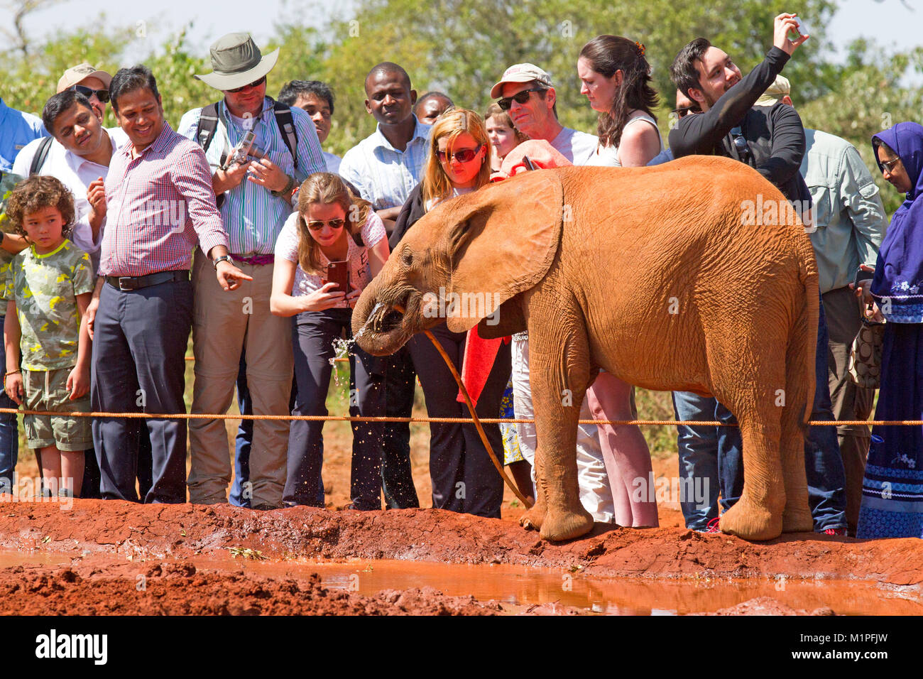 Elephant show hi-res stock photography and images - Alamy