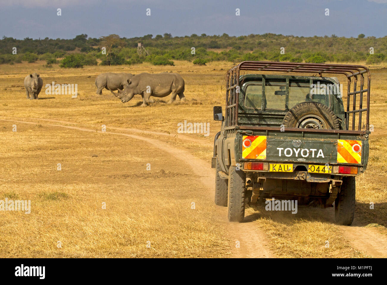 Safari vehicle in Solio Ranch Stock Photo - Alamy