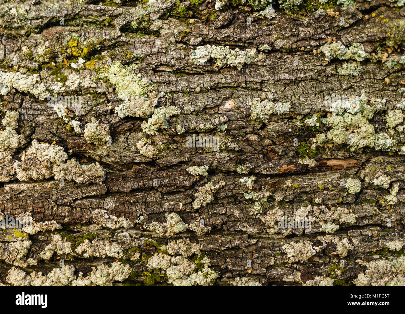 Moss texture hi-res stock photography and images - Alamy