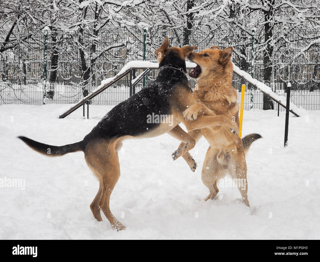 Big scary dogs are playing on the Playground Stock Photo - Alamy