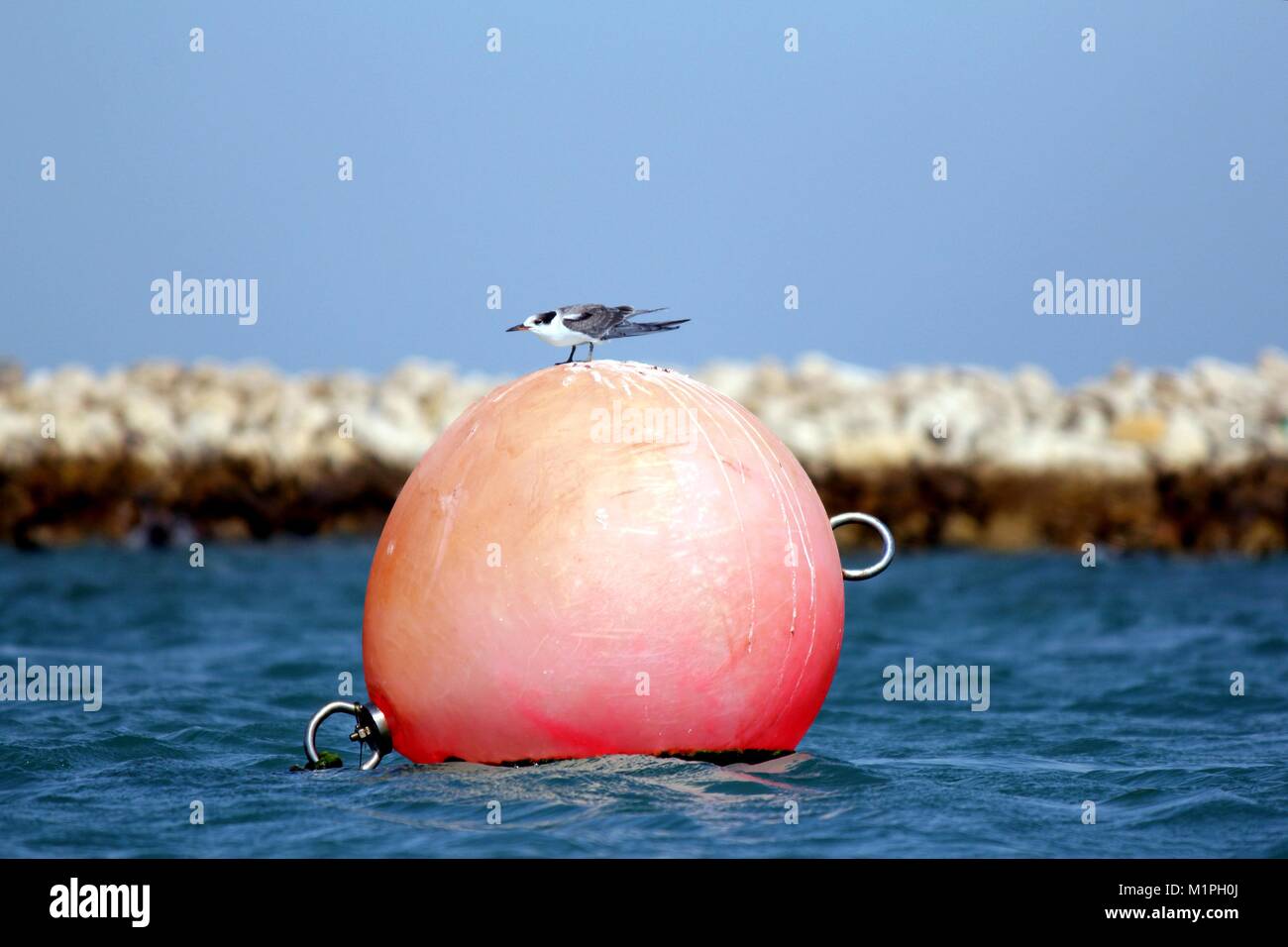 Seagull getting ready for fishing while struggling to balance with this ...