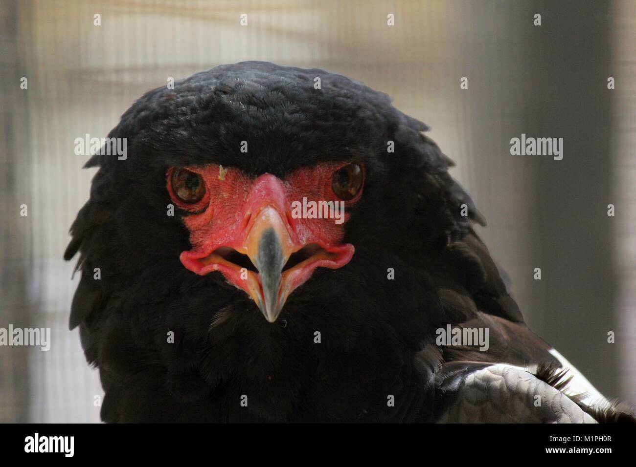 Bateleur Eagle is King of the African skies. The red face and yellow ...