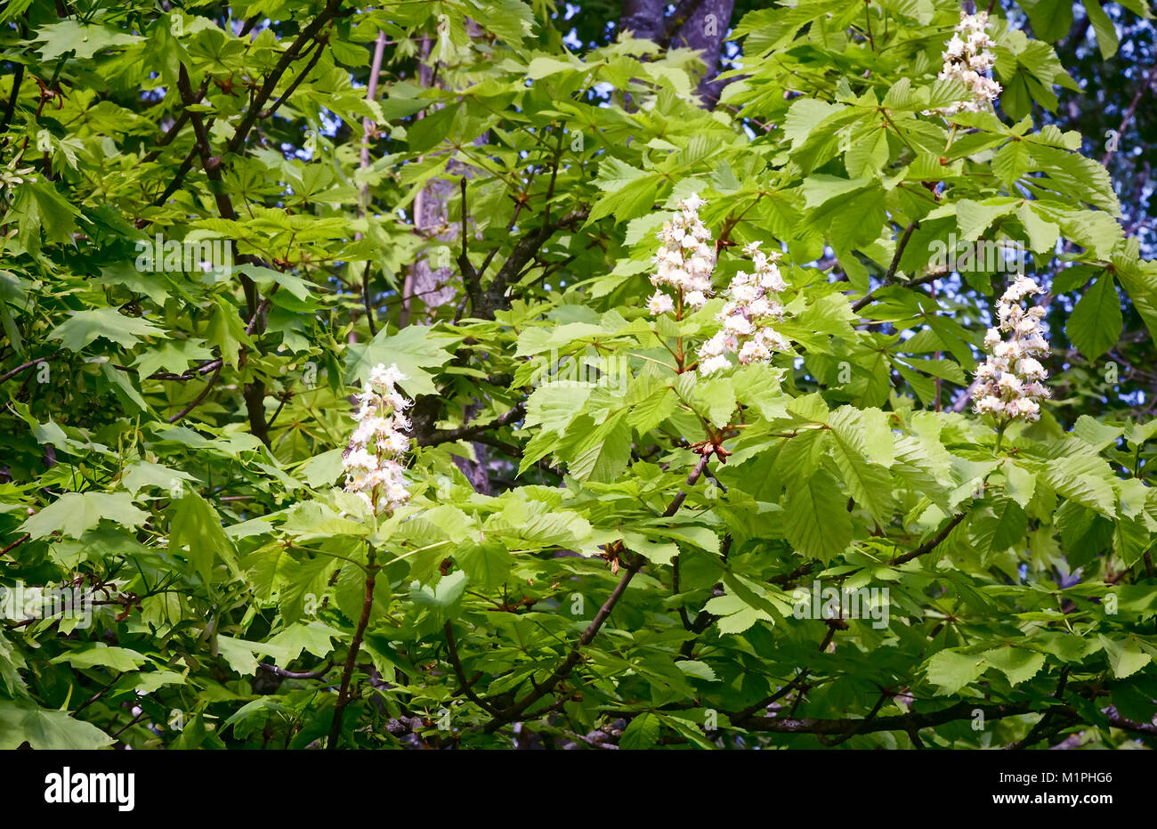 Spring blooming chestnut trees Stock Photo - Alamy