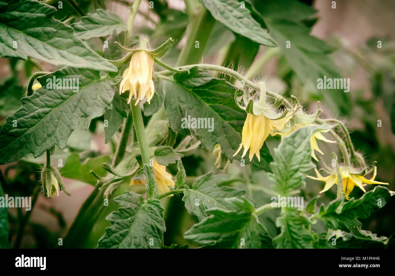Bloom in the greenhouse tomato plants Stock Photo - Alamy