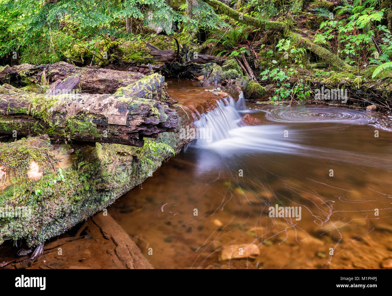 Small waterfall, stream, temperate rain forest near campsite, Telegraph ...