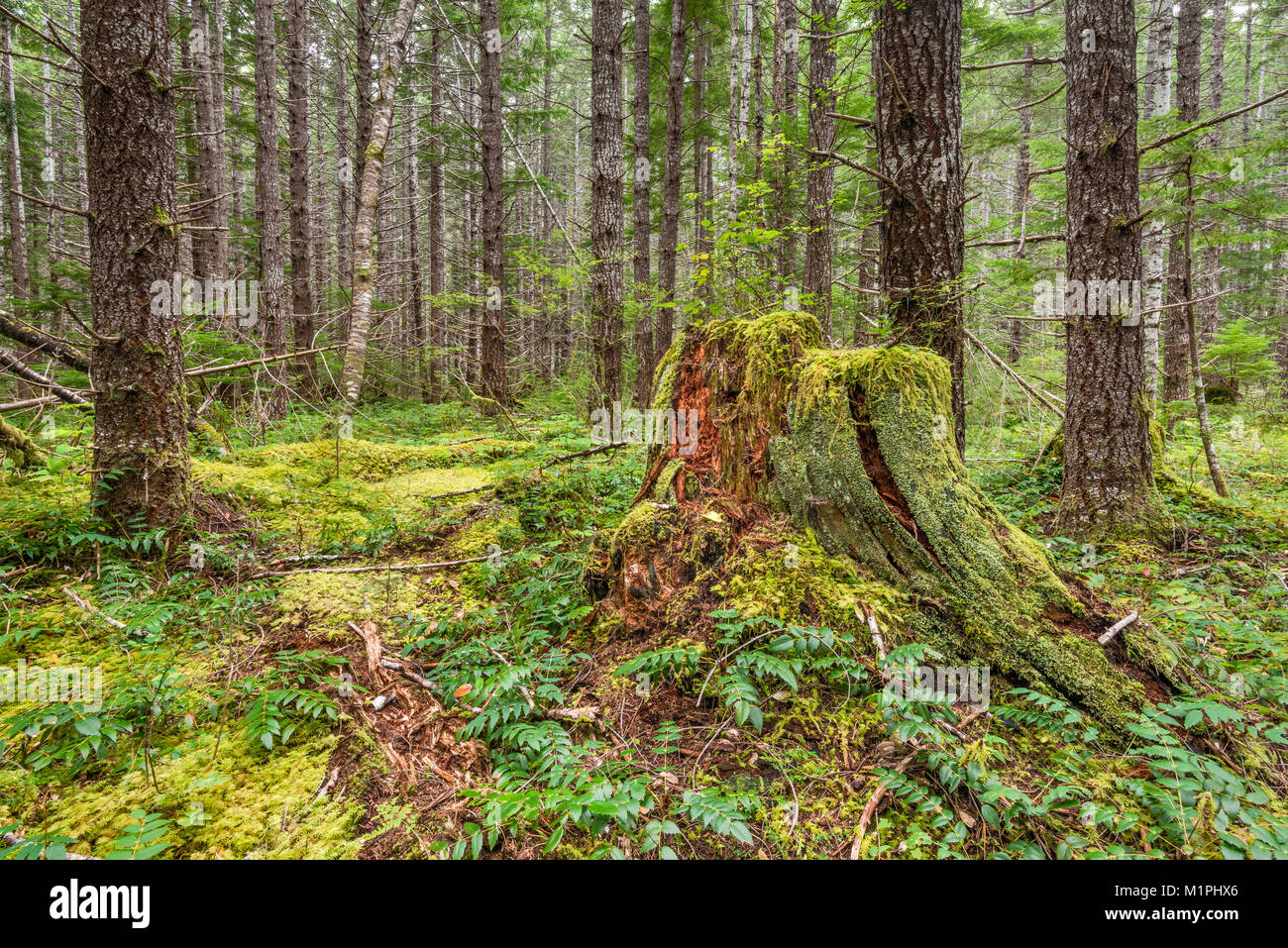 Old tree stumps at rain forest around Buttle Lake campground in ...
