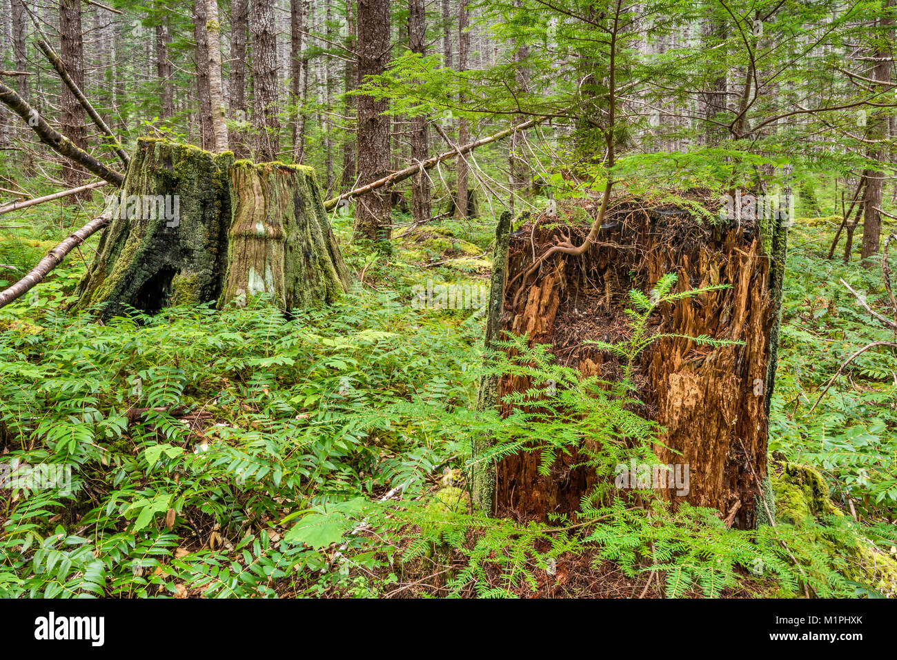 Old tree stumps at rain forest around Buttle Lake campground in ...