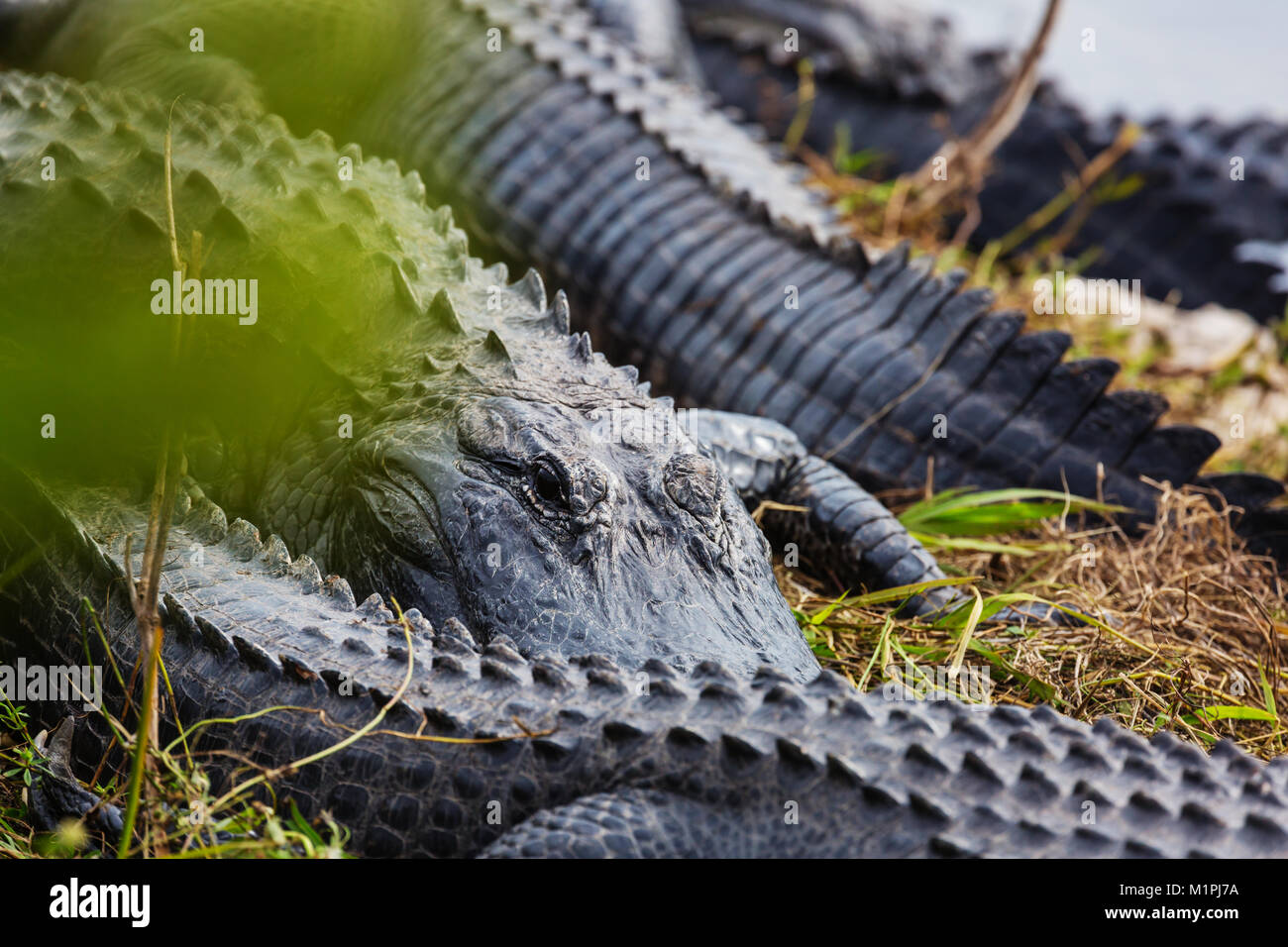 Alligator in Florida Stock Photo - Alamy