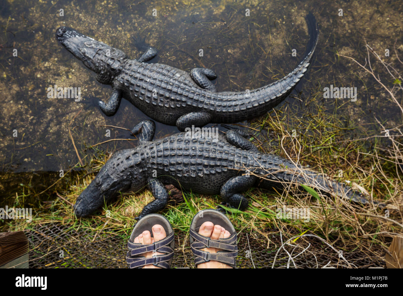 Alligator in Florida Stock Photo - Alamy