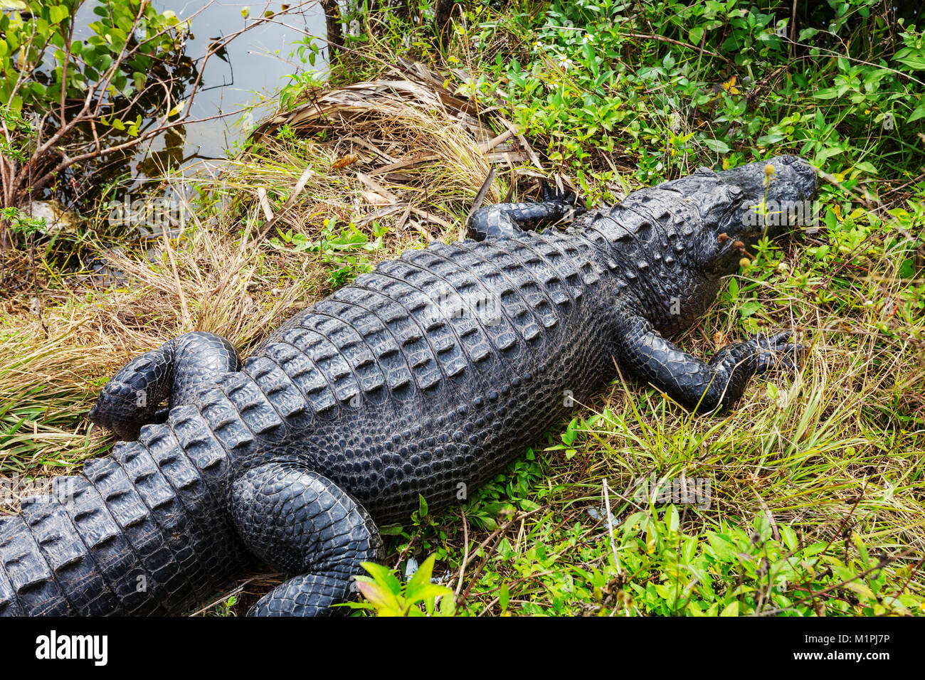 Alligator in Florida Stock Photo - Alamy