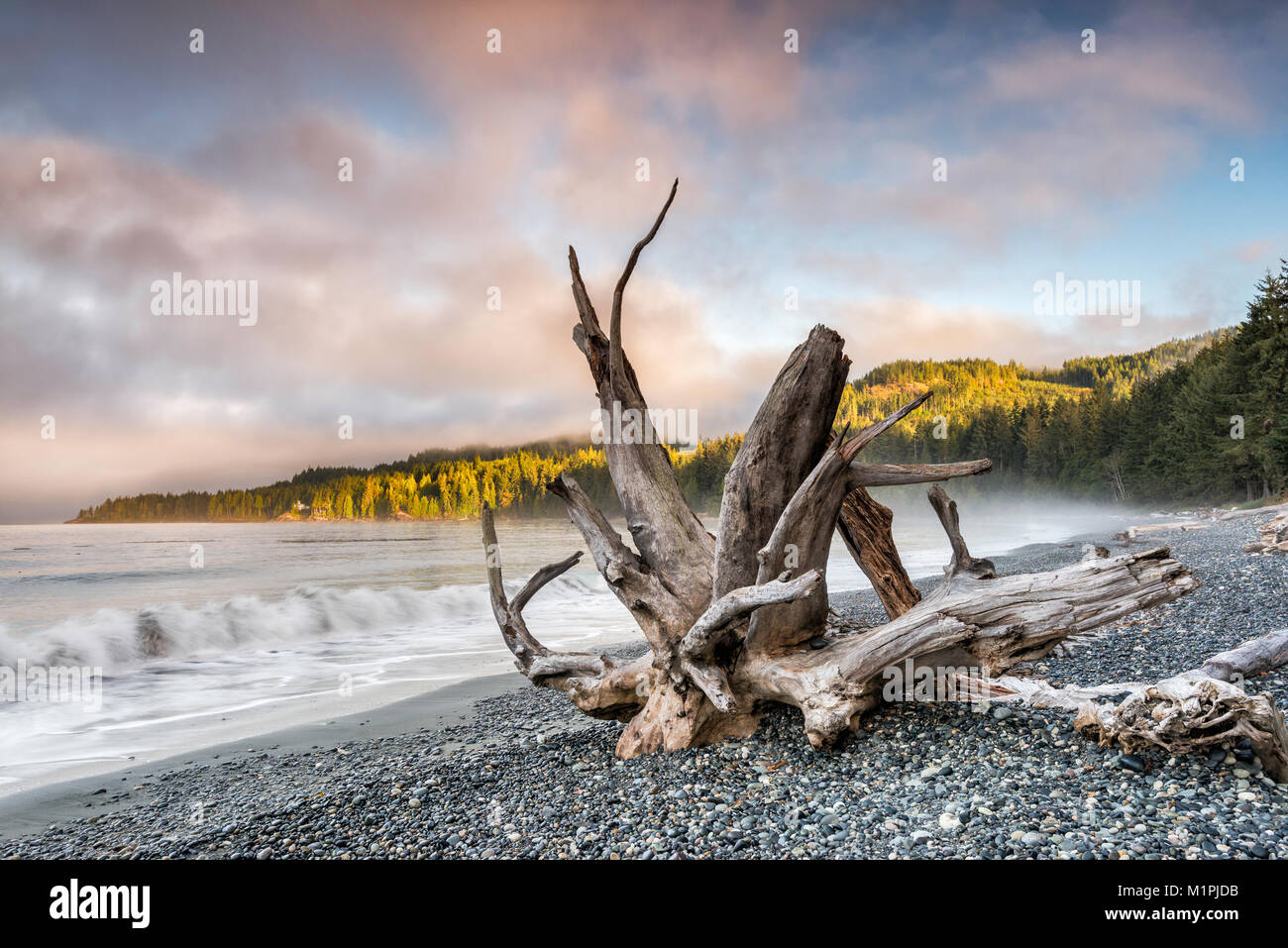 Waves, driftwood on Pacific pebble beach, fog at sunset, French Beach ...