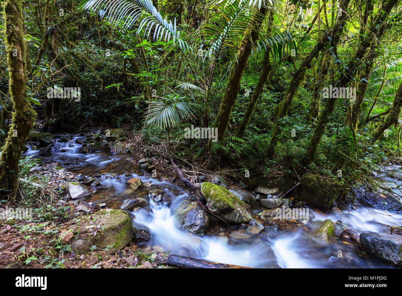 Beautiful stream water flowing down in rain forest. Costa Rica, Central ...