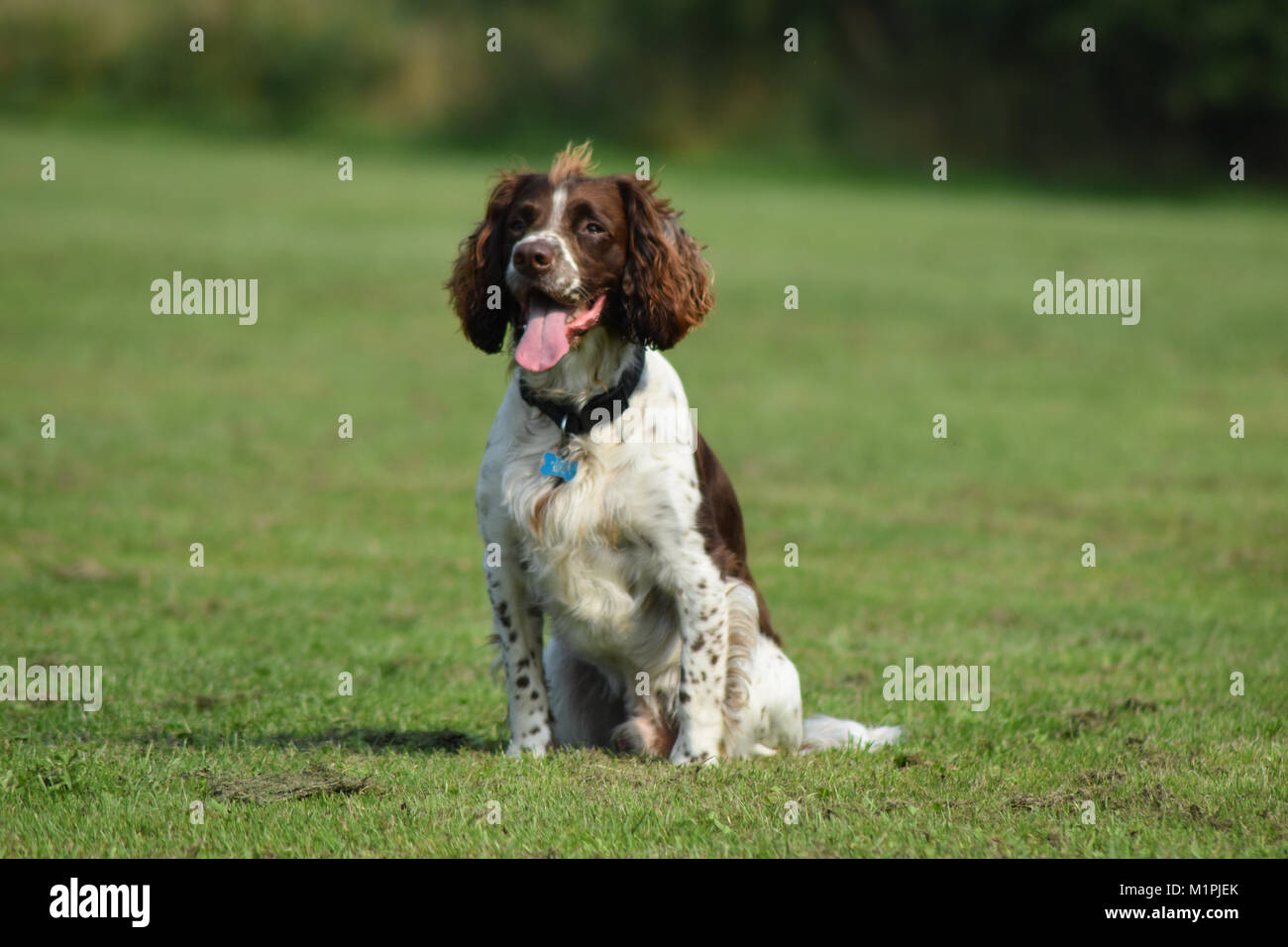 Springer spaniel sitting hi-res stock photography and images - Alamy