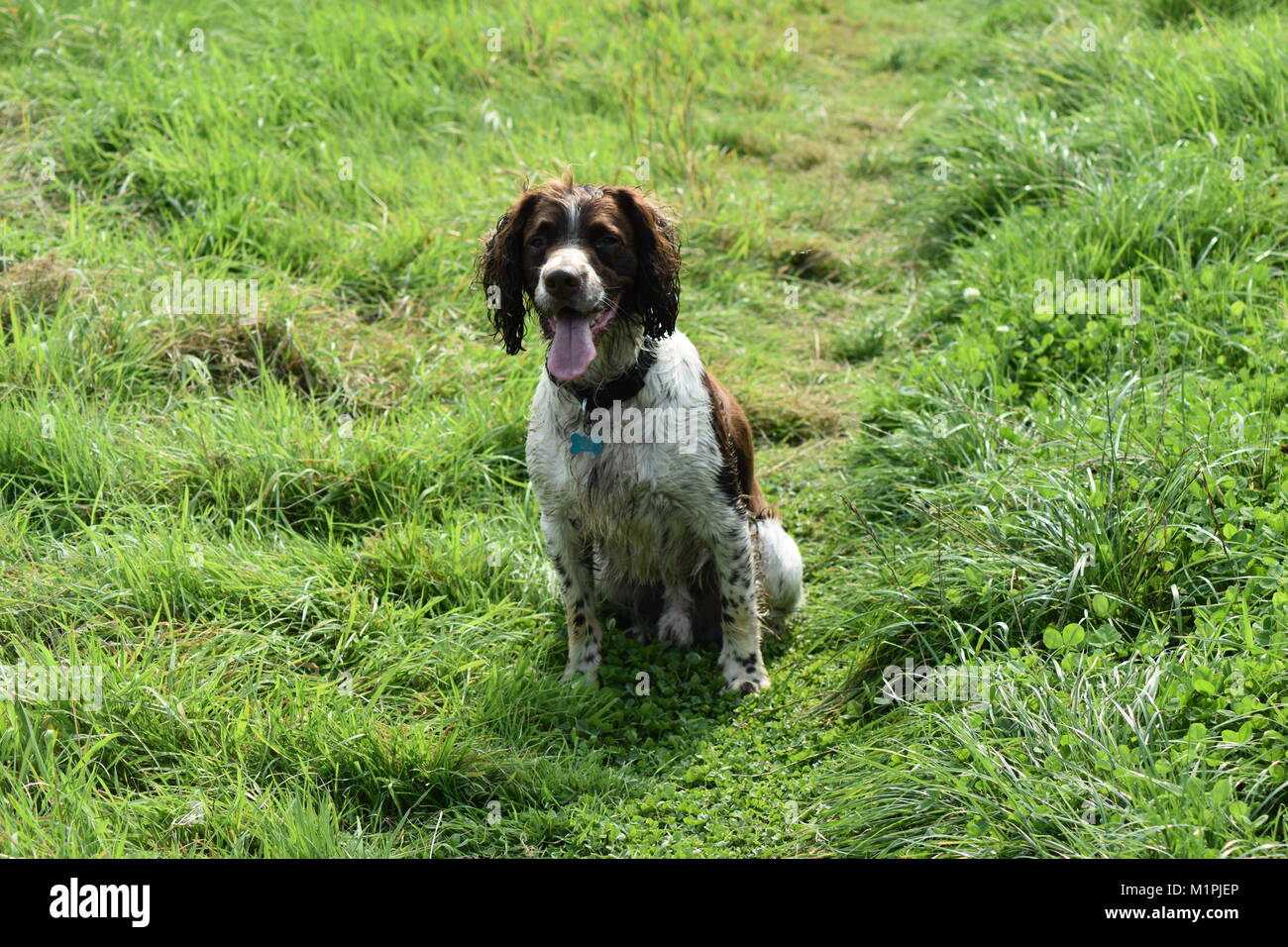 English Springer Spaniel Stock Photo - Alamy