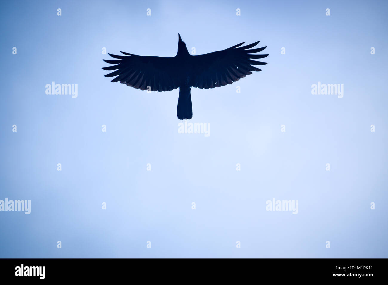 raven high flying with wide-spread wings Stock Photo - Alamy