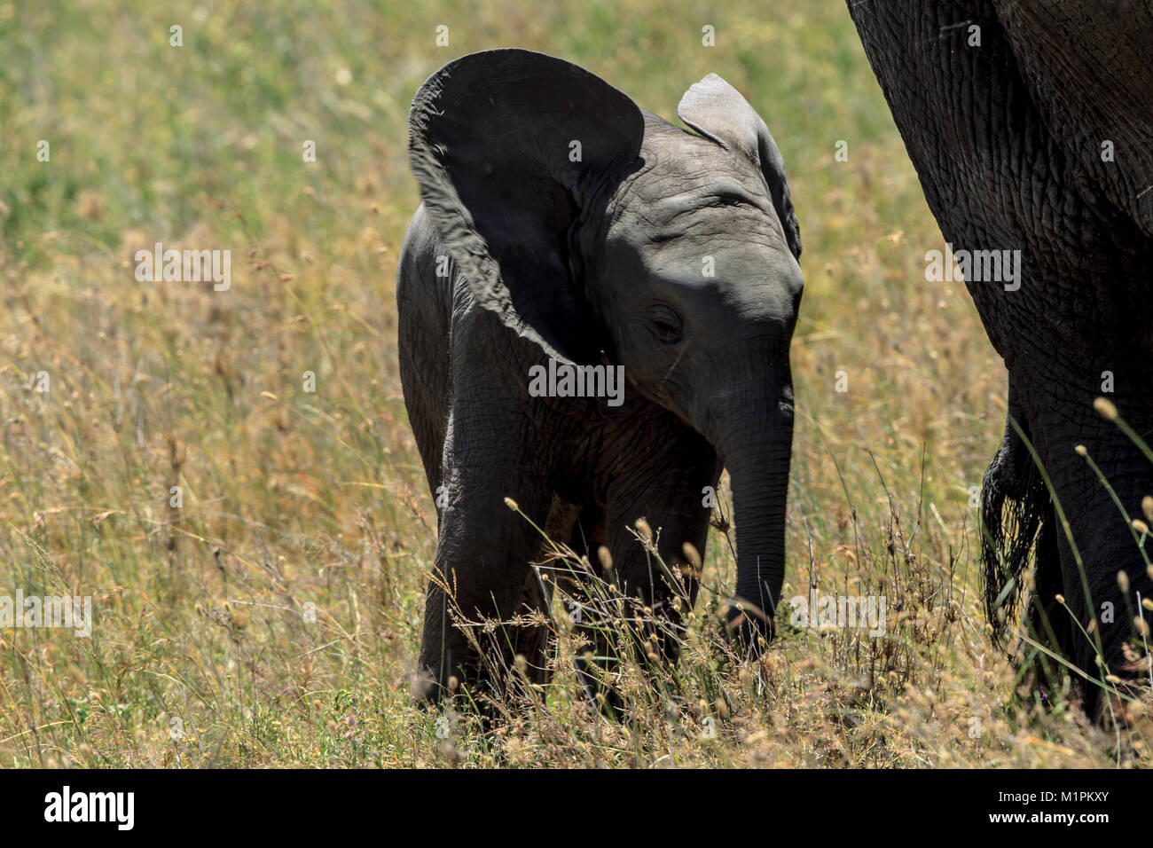 An African Elephant calf Stock Photo - Alamy