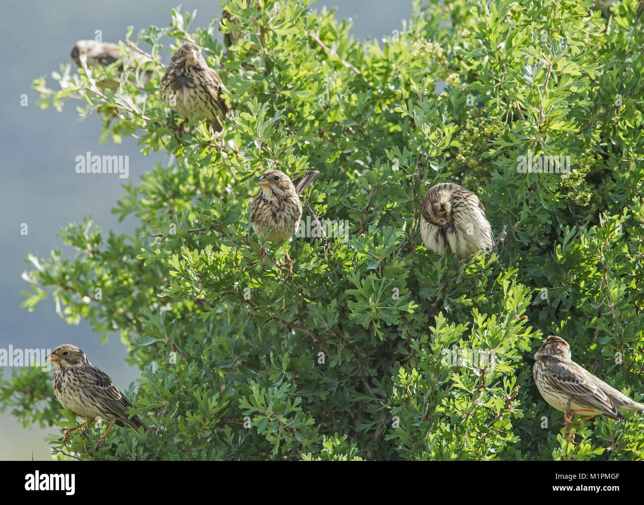 Flock of Corn Buntings Emberiza calandra perched in small tree Stock ...