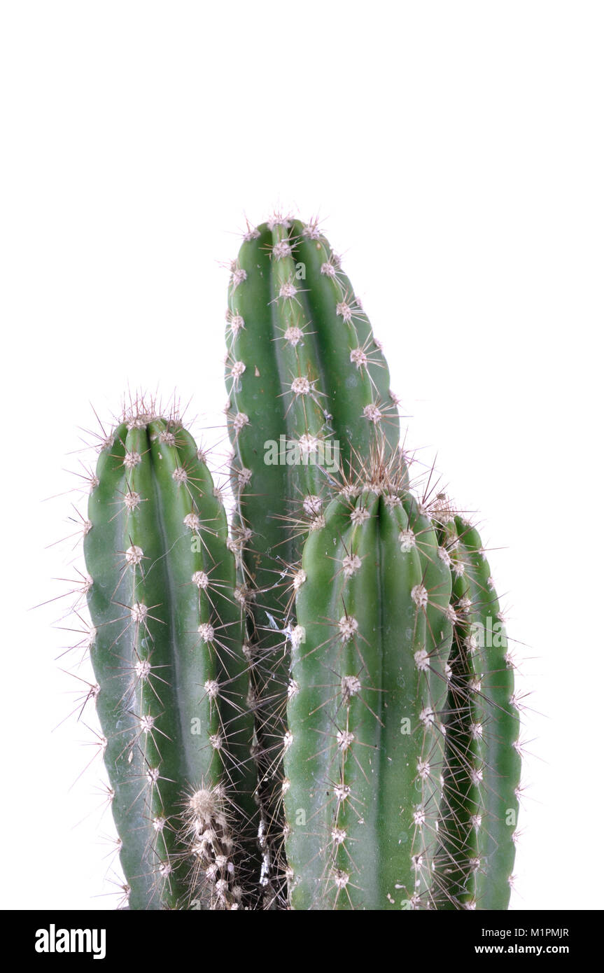 Cactus isolated on white hi-res stock photography and images - Alamy