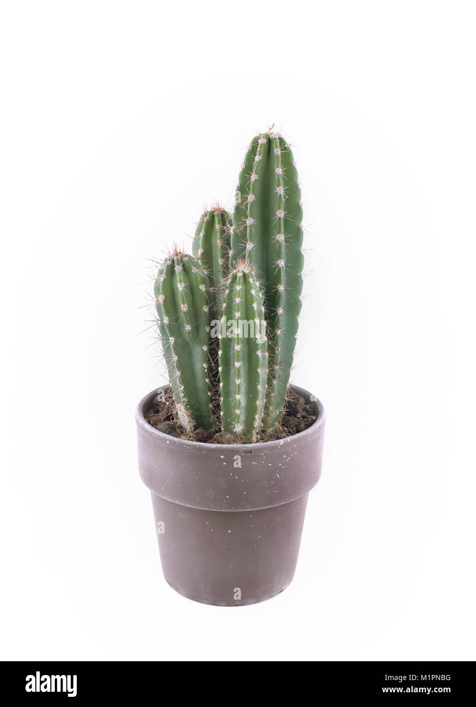 spicy cactus in a pot isolated on white background Stock Photo - Alamy