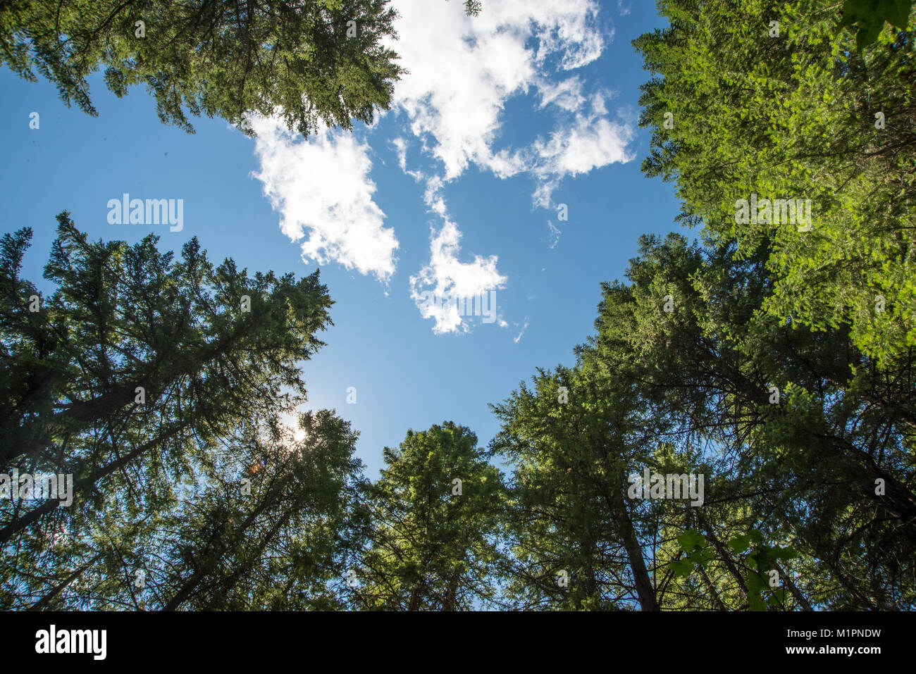 Forest of Ponderosa Pine trees in the central Oregon Cascade Mountains ...