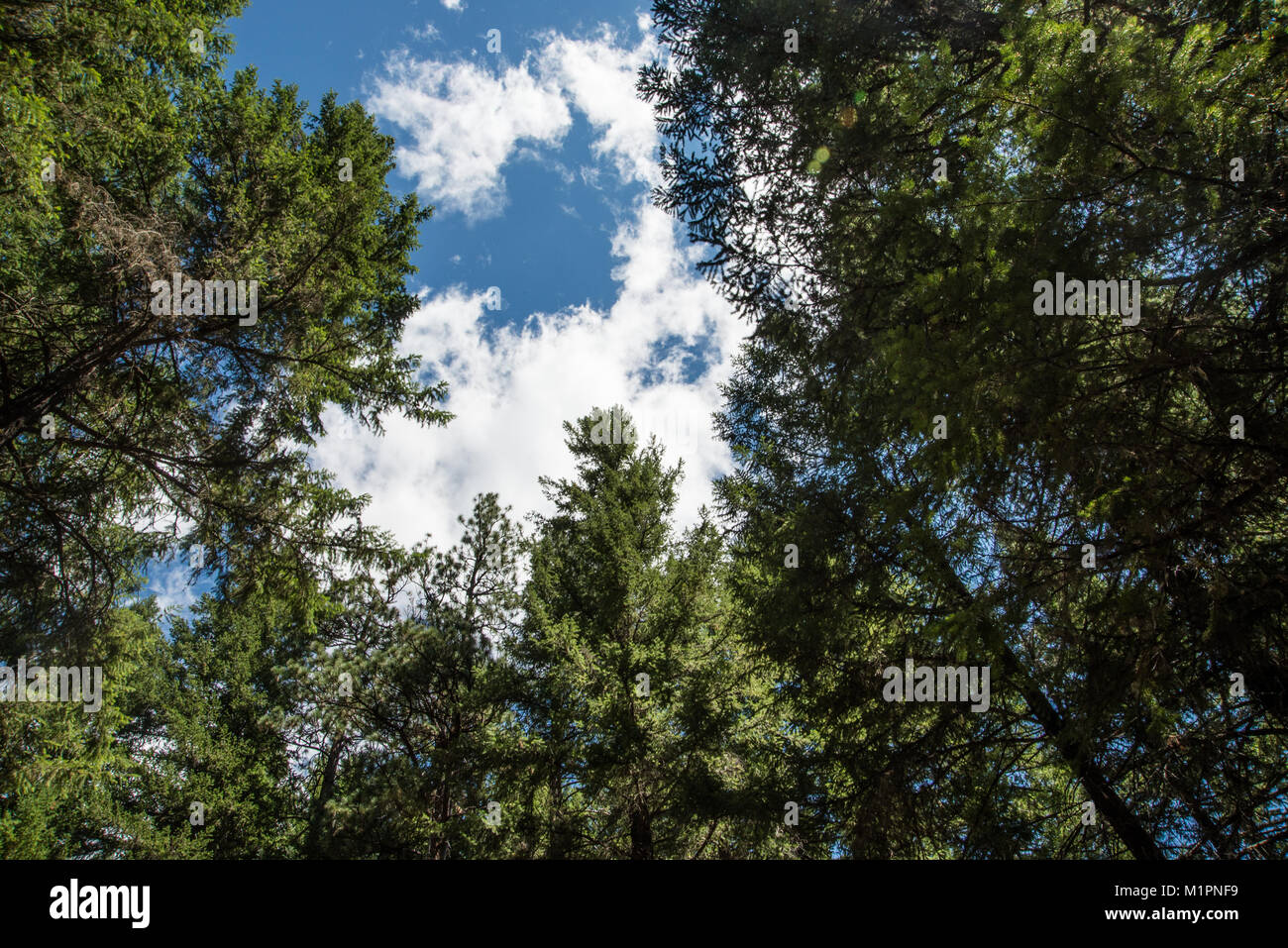 Forest of Ponderosa Pine trees in the central Oregon Cascade Mountains ...