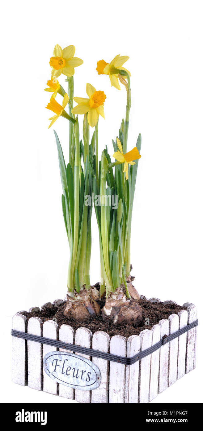 beautiful yellow daffodils potted isolated on white background Stock ...