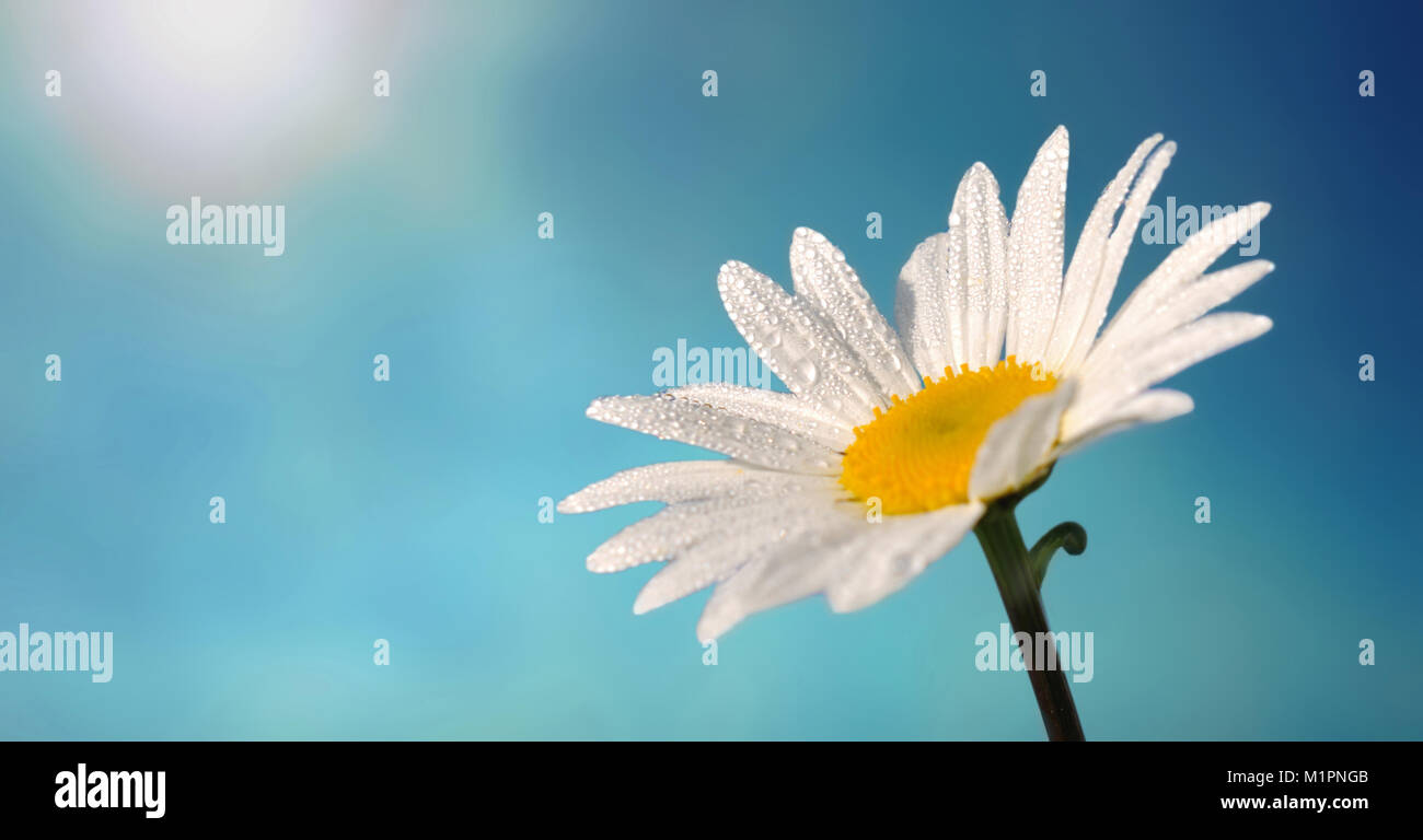 beautiful white daisy covered with dew in sunlight in blue sky ...