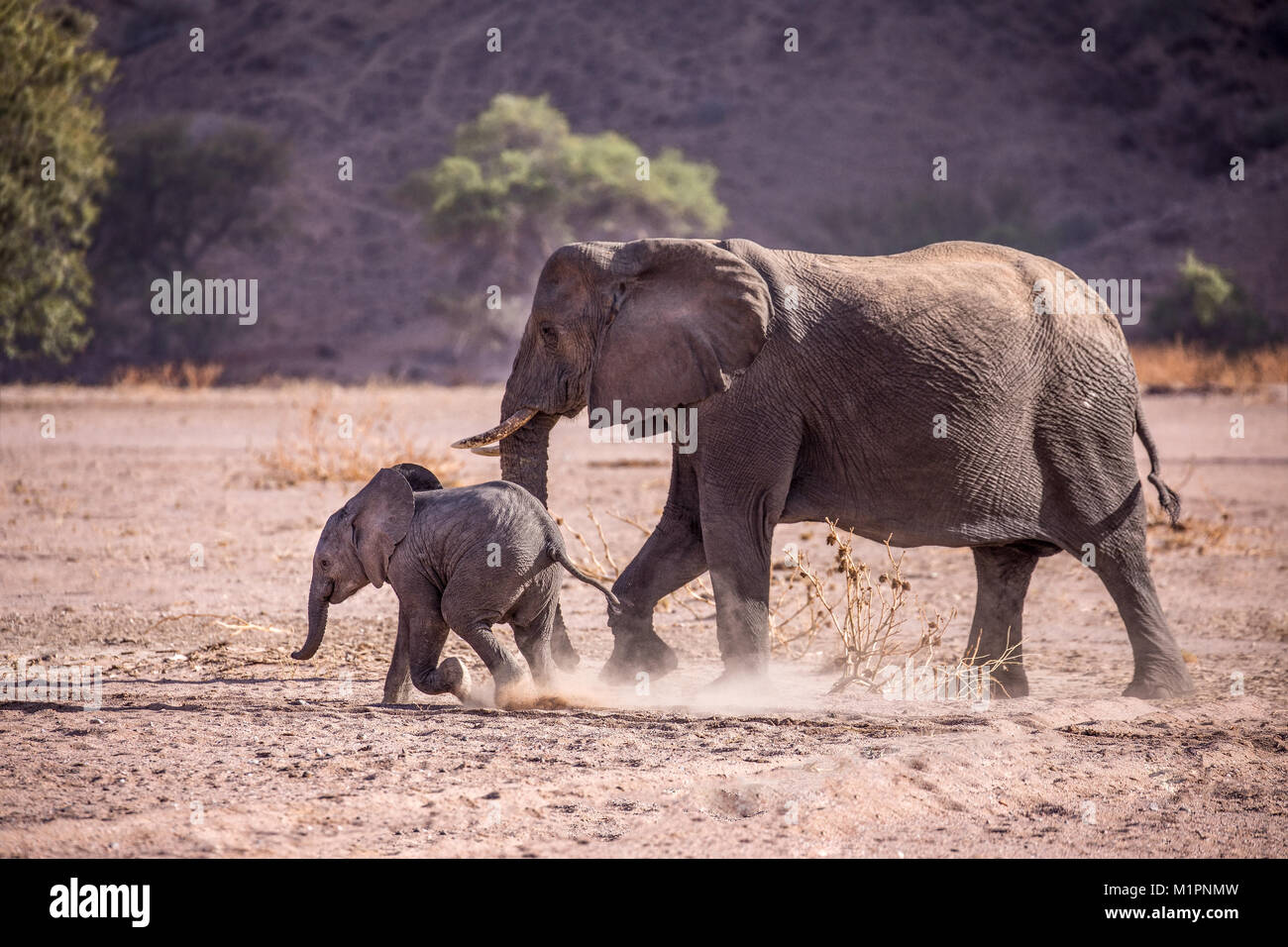 Mother elephant keeping her baby in line, following it around to make ...