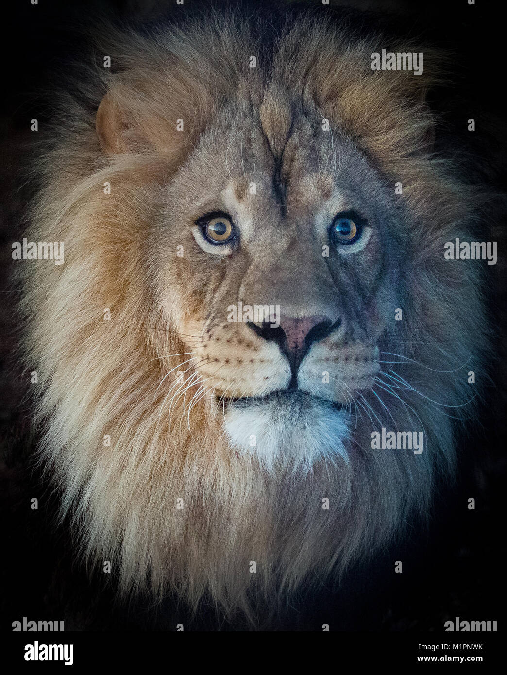 Full male lion face portrait hi-res stock photography and images - Alamy