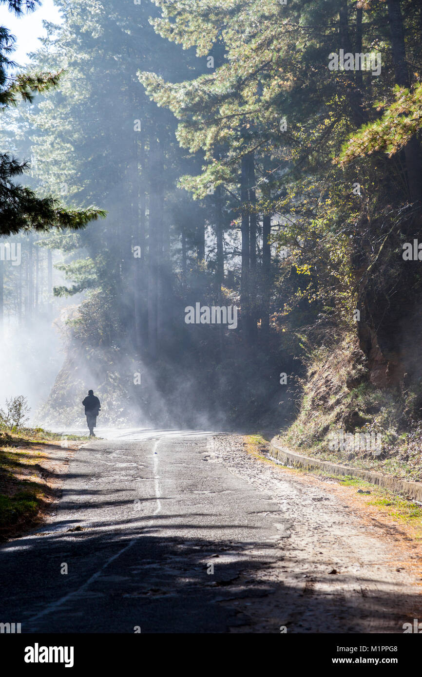 Bumthang, Bhutan. Early Morning Forest Scene in Kikila Pass, near Jakar ...