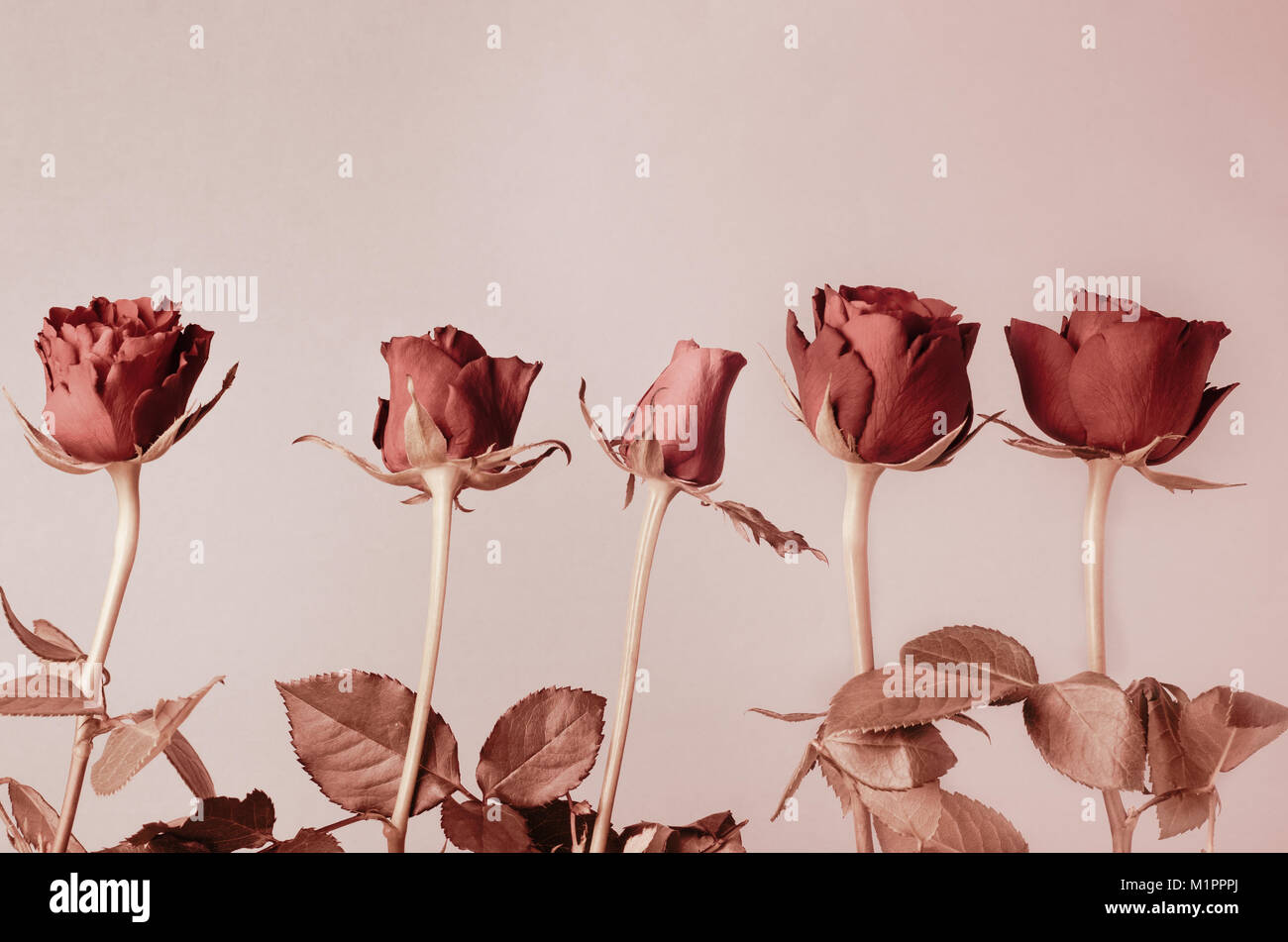 A row of five budding stem roses with leaves in monochromatic copper ...
