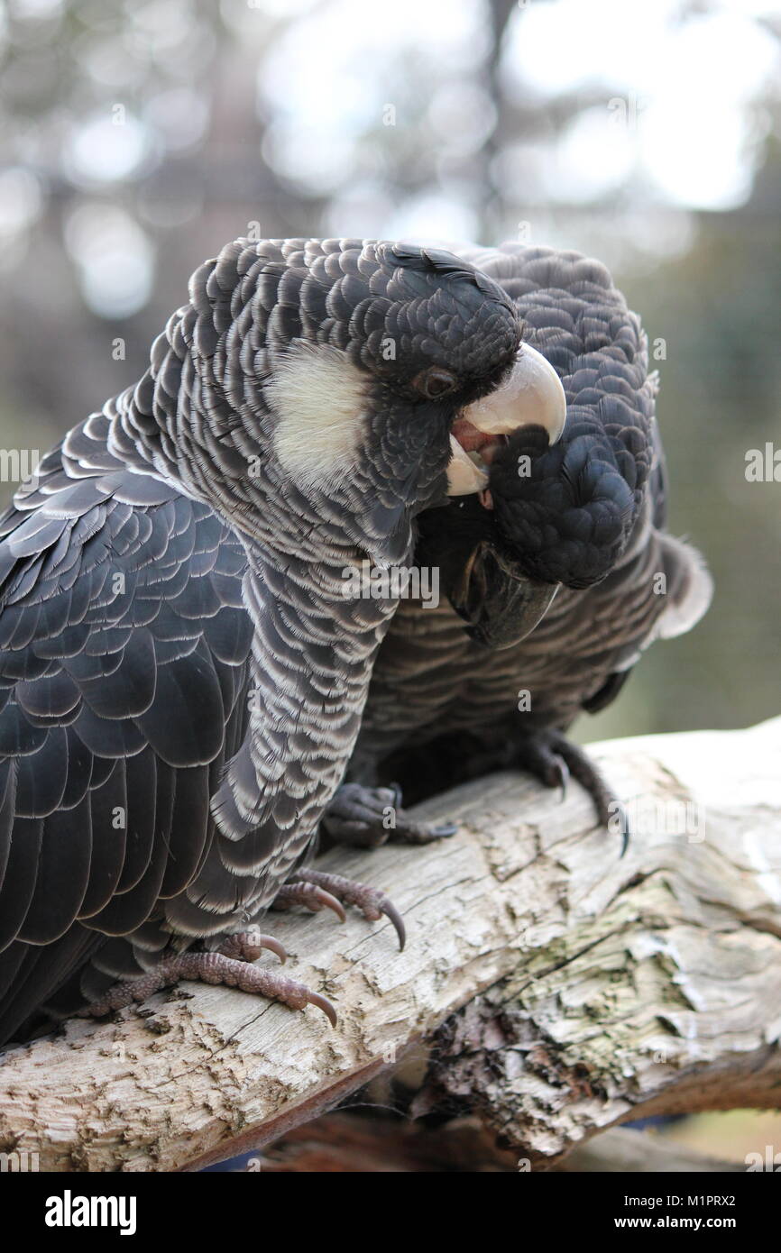 Two lovely cockatoo's Stock Photo - Alamy